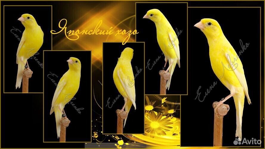 Канарейки-Японский Хозо
