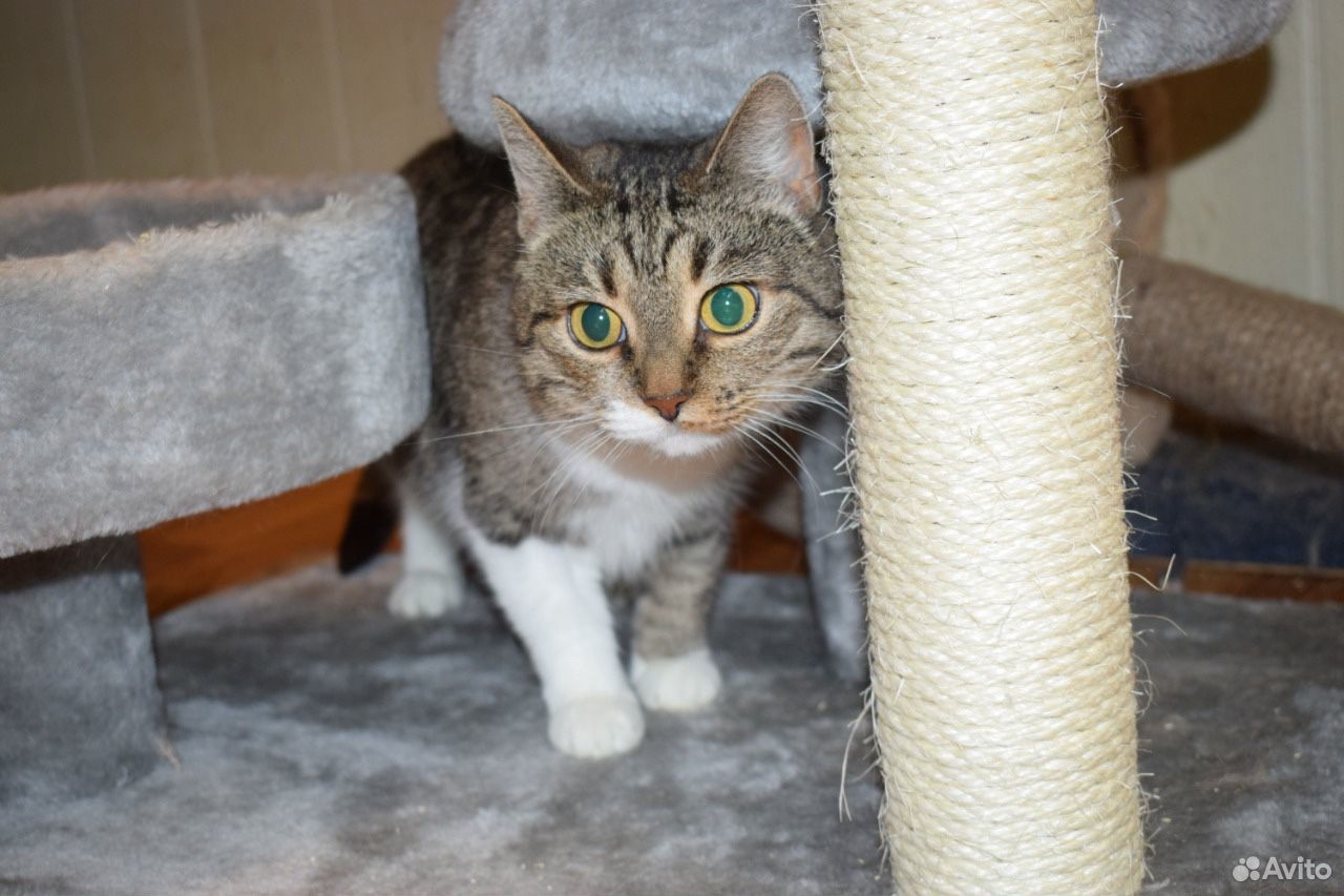 Кошечка Тося 1 год ищет дос