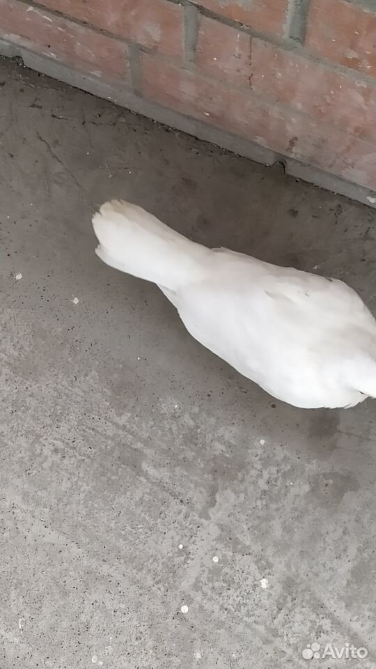 Белый голубь, ручной