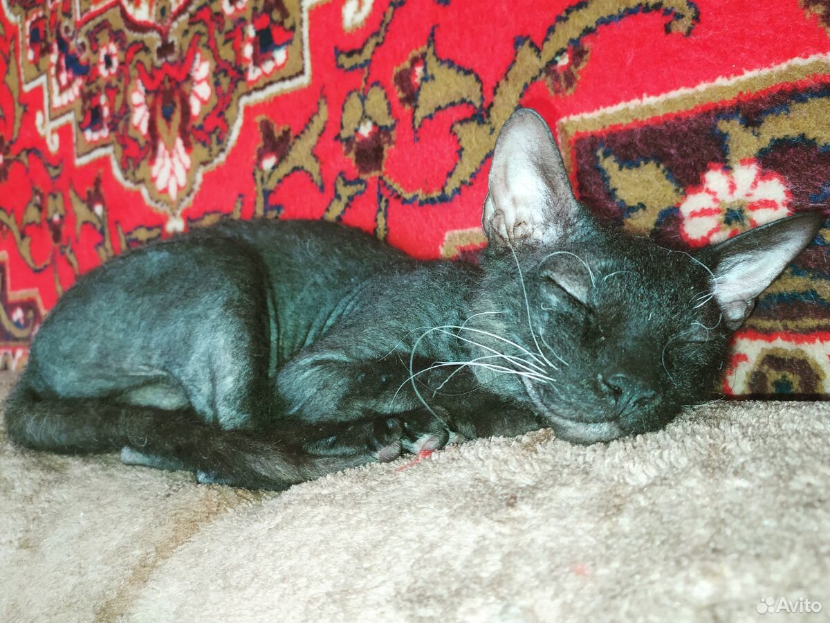 Вязка Сфинкс браш