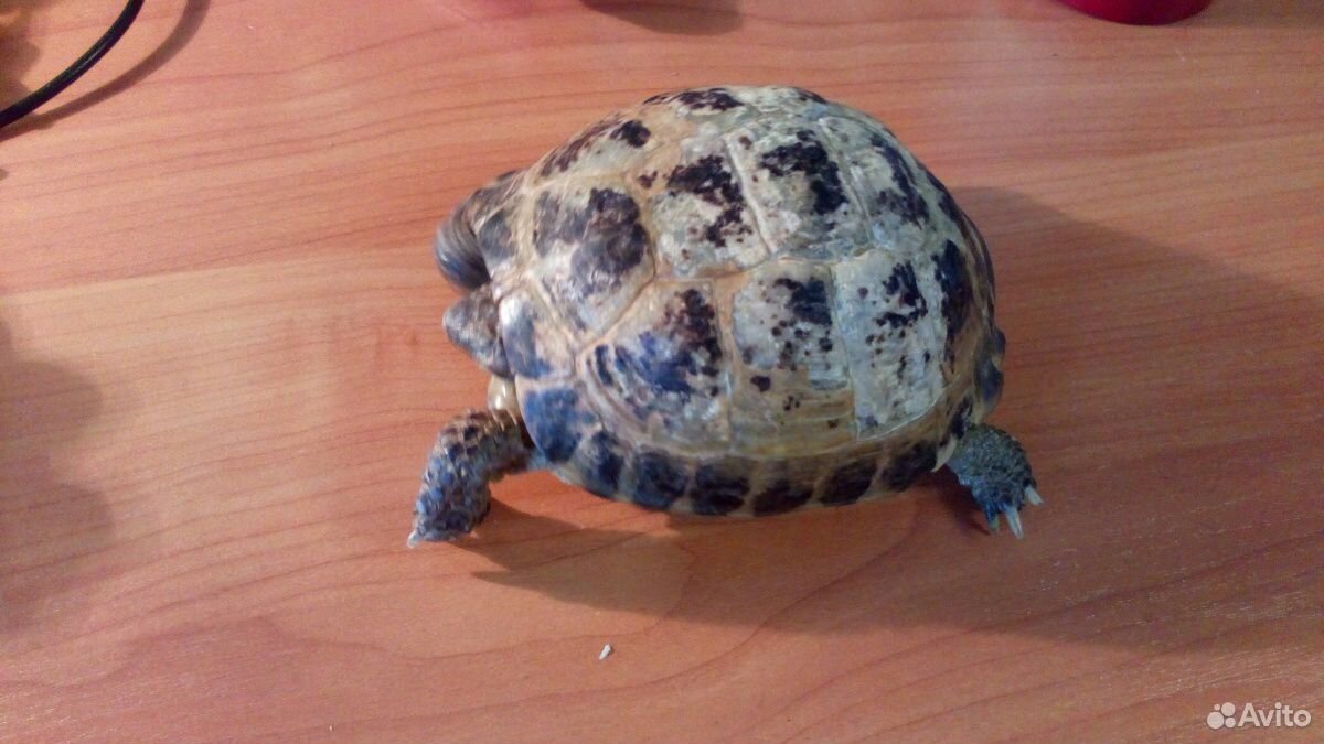 Черепаха сухопутная