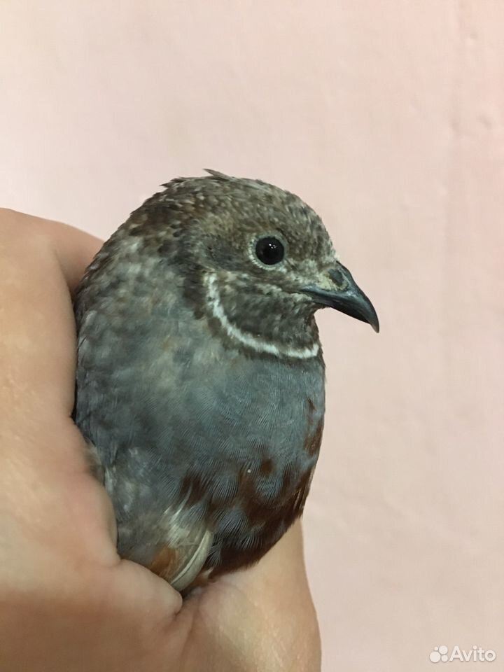 Китайская расписная перепелка