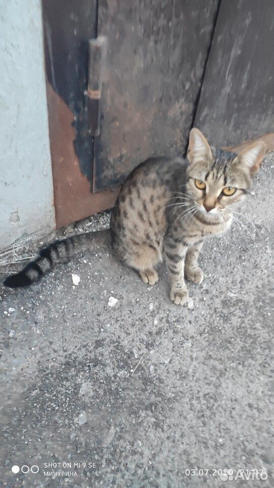 Кошка (похожа на бенгальскую)