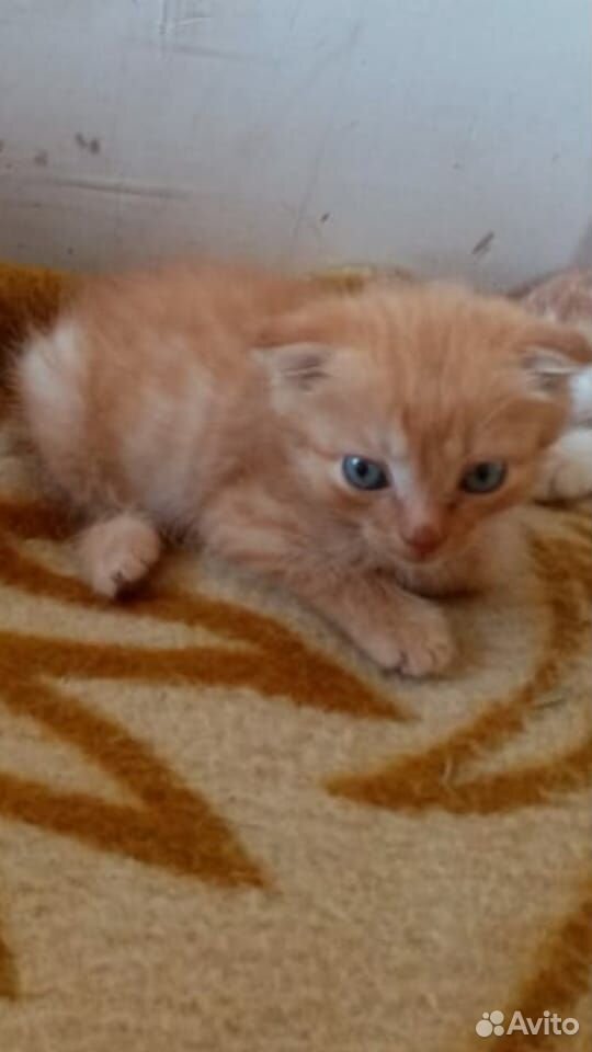 Котенок мальчик. ждет своего хозяина