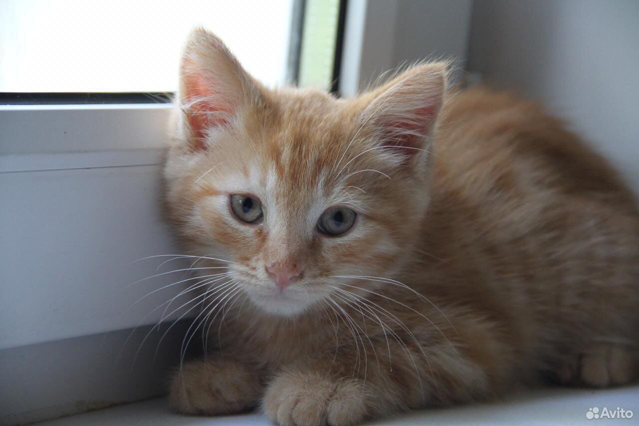 Котёнок 3.5 месяца