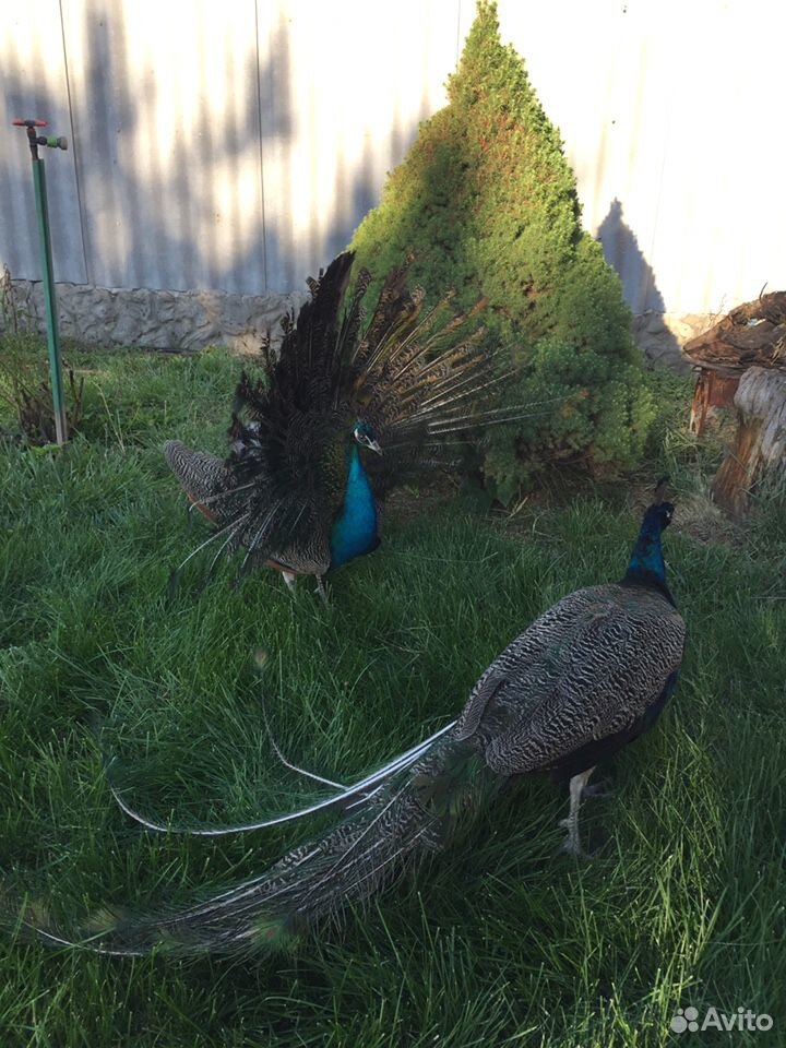 Продаю павлинов