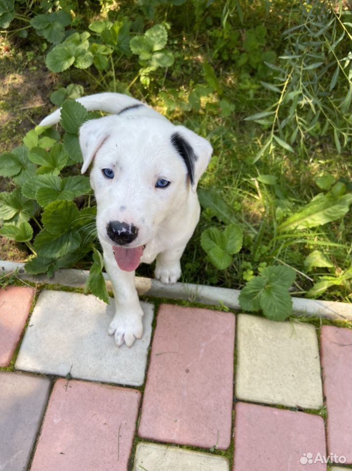 Щенок в добрые руки