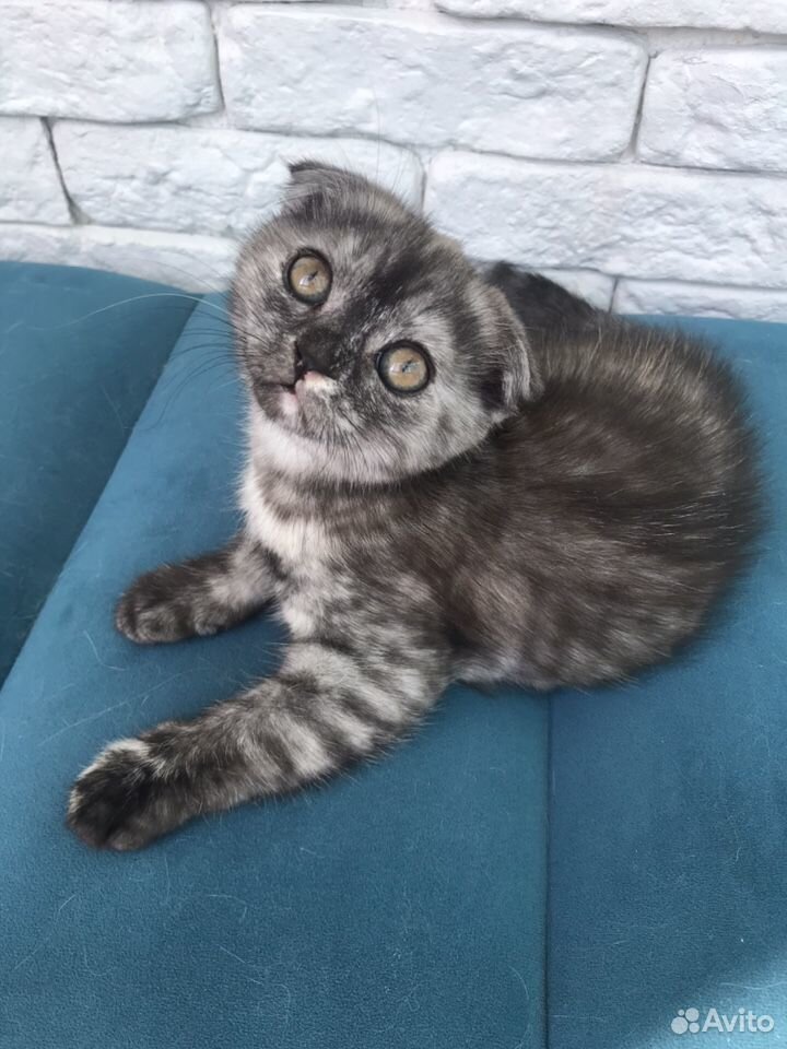 Шотландская вислоухая, девочка, 2 мес
