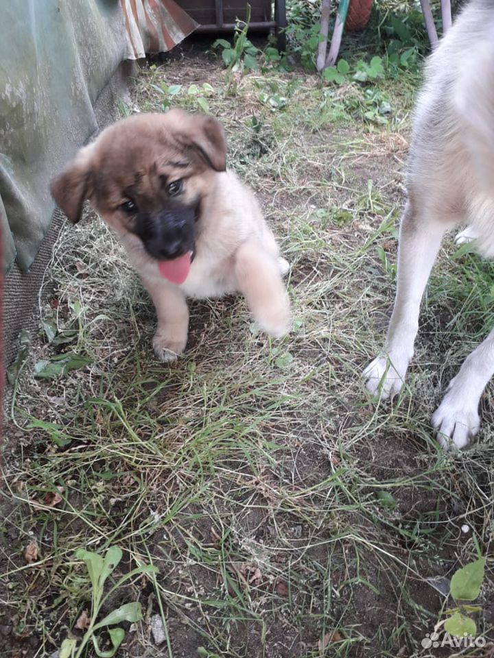 Метис хаски