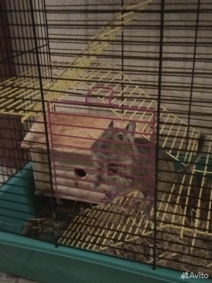 Отдам в добрые руки белку Дегу