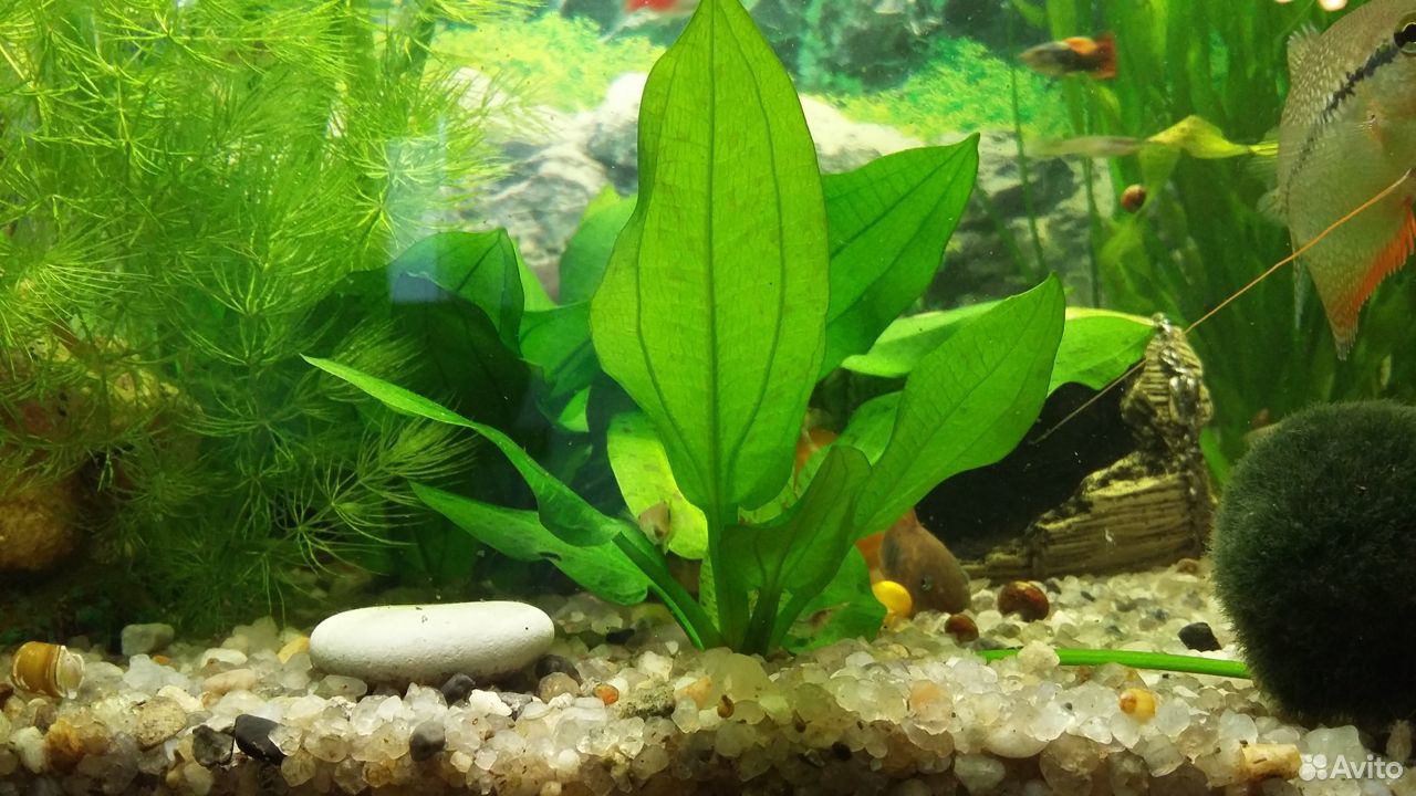 Эхинодорус