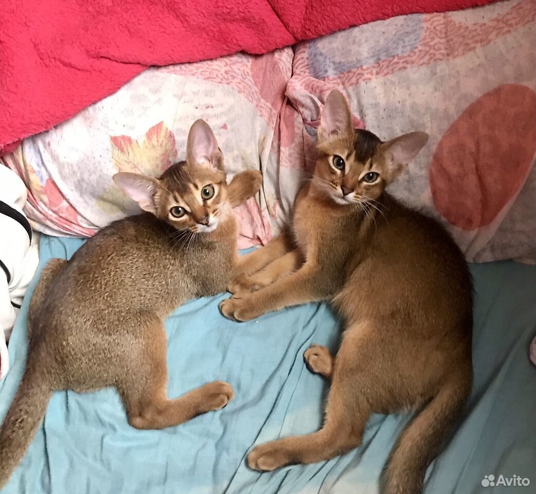 Абиссинская