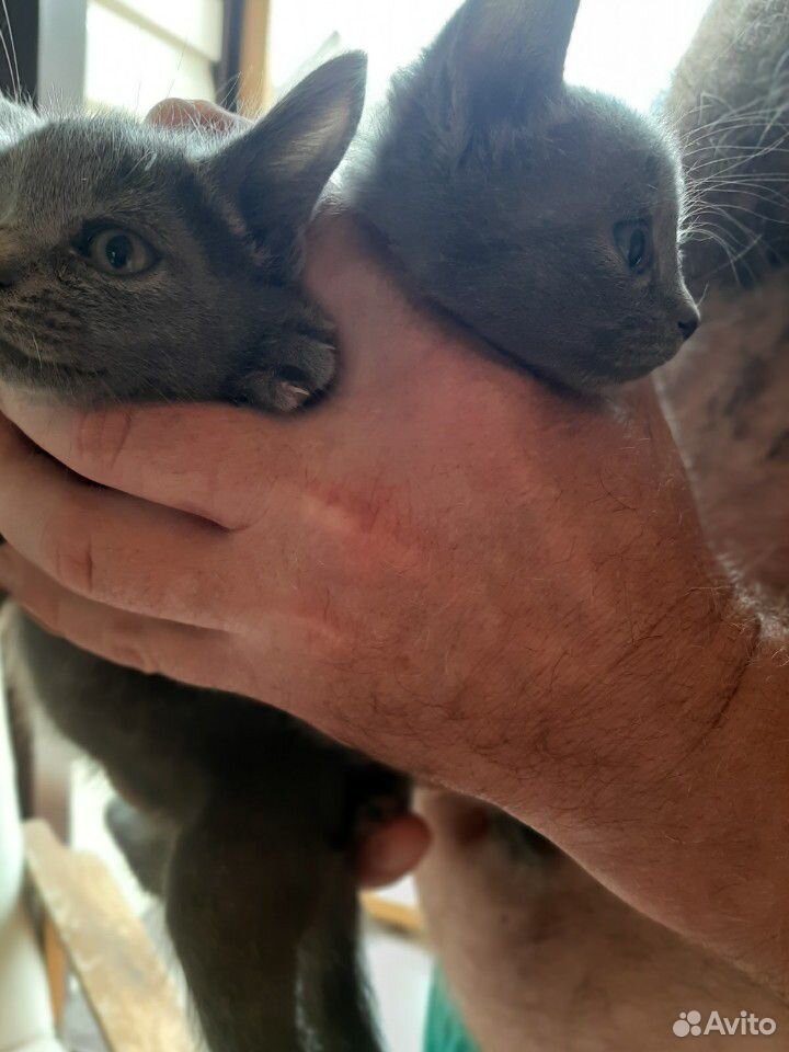 Котята (ангорка)