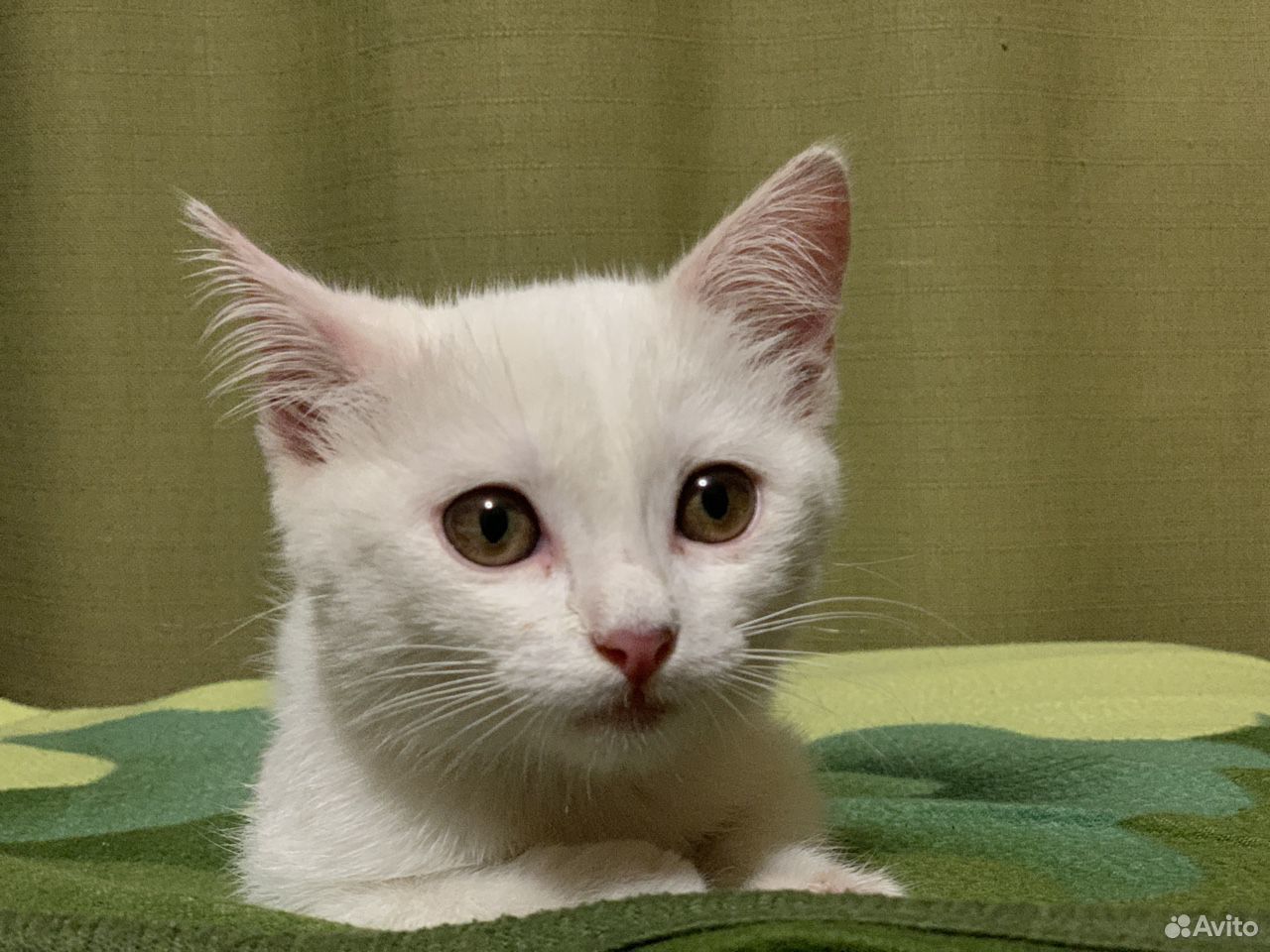 Белый котёнок