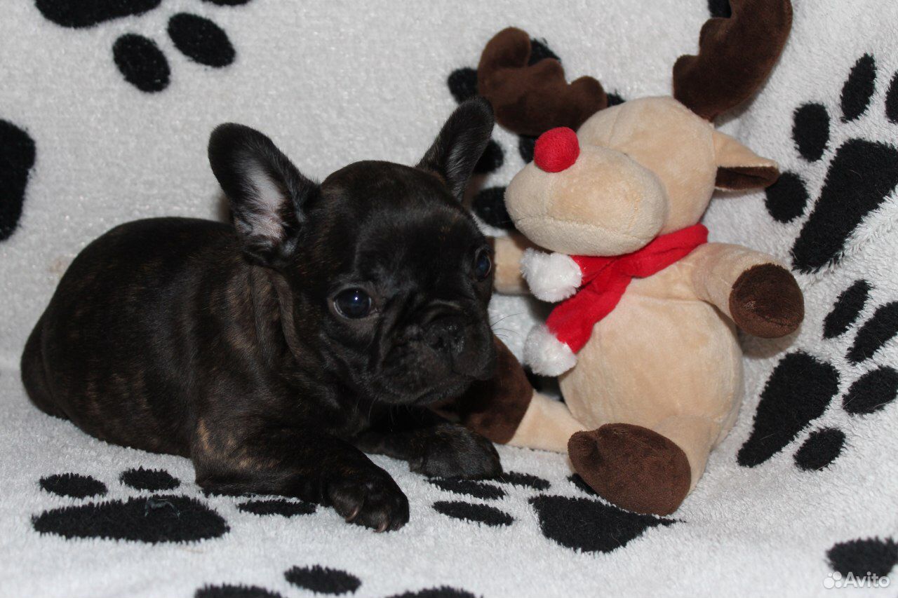 Французская тигровая малышка