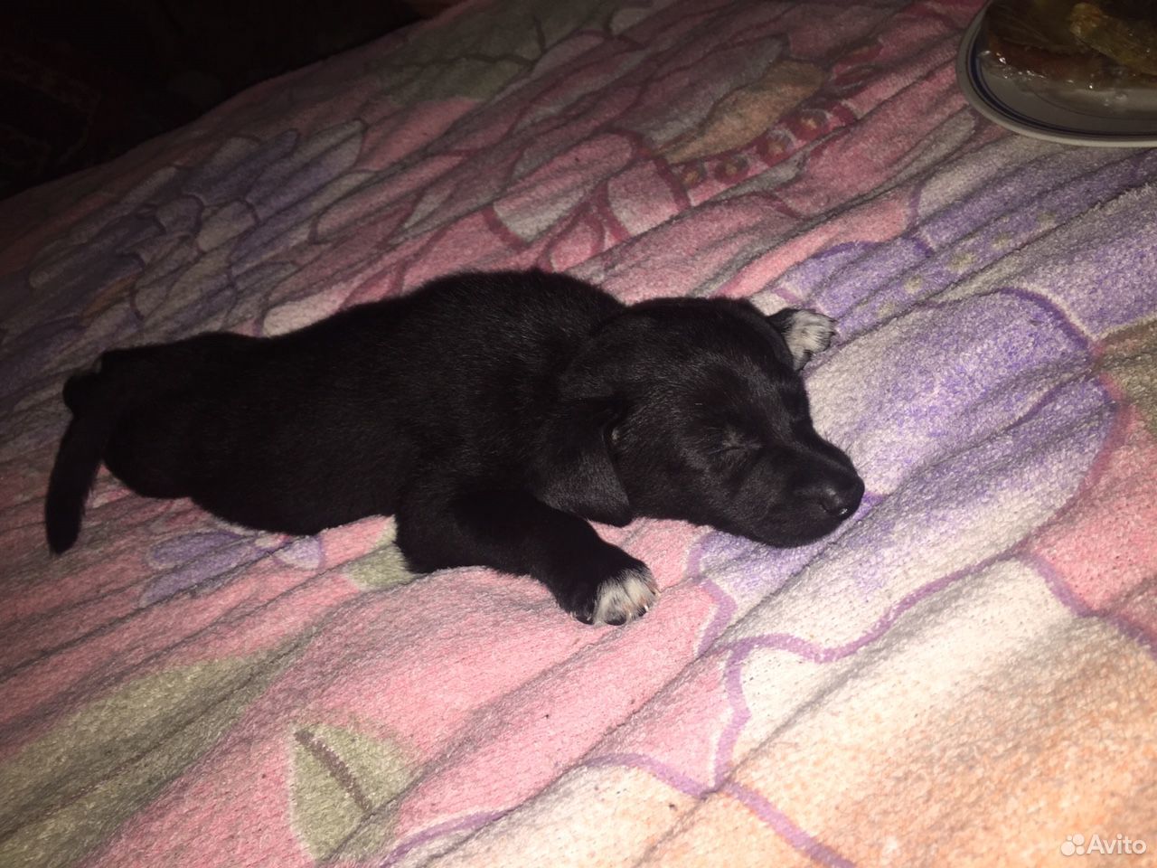 Собака Пинчер