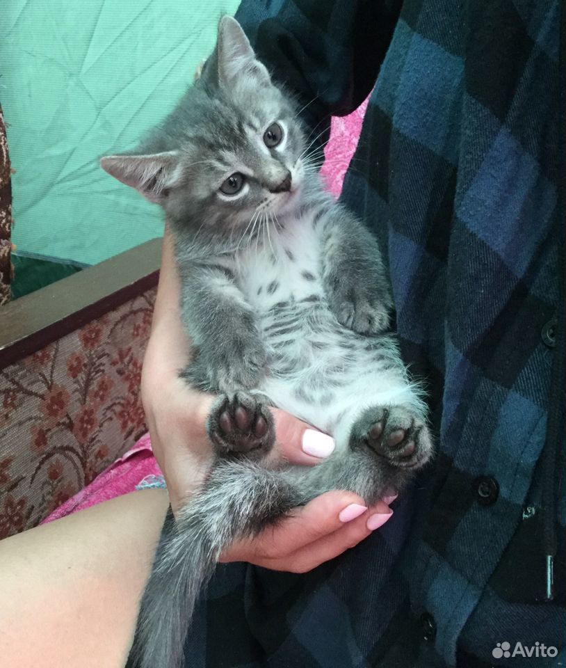 Котёнок 2 месяца, супер