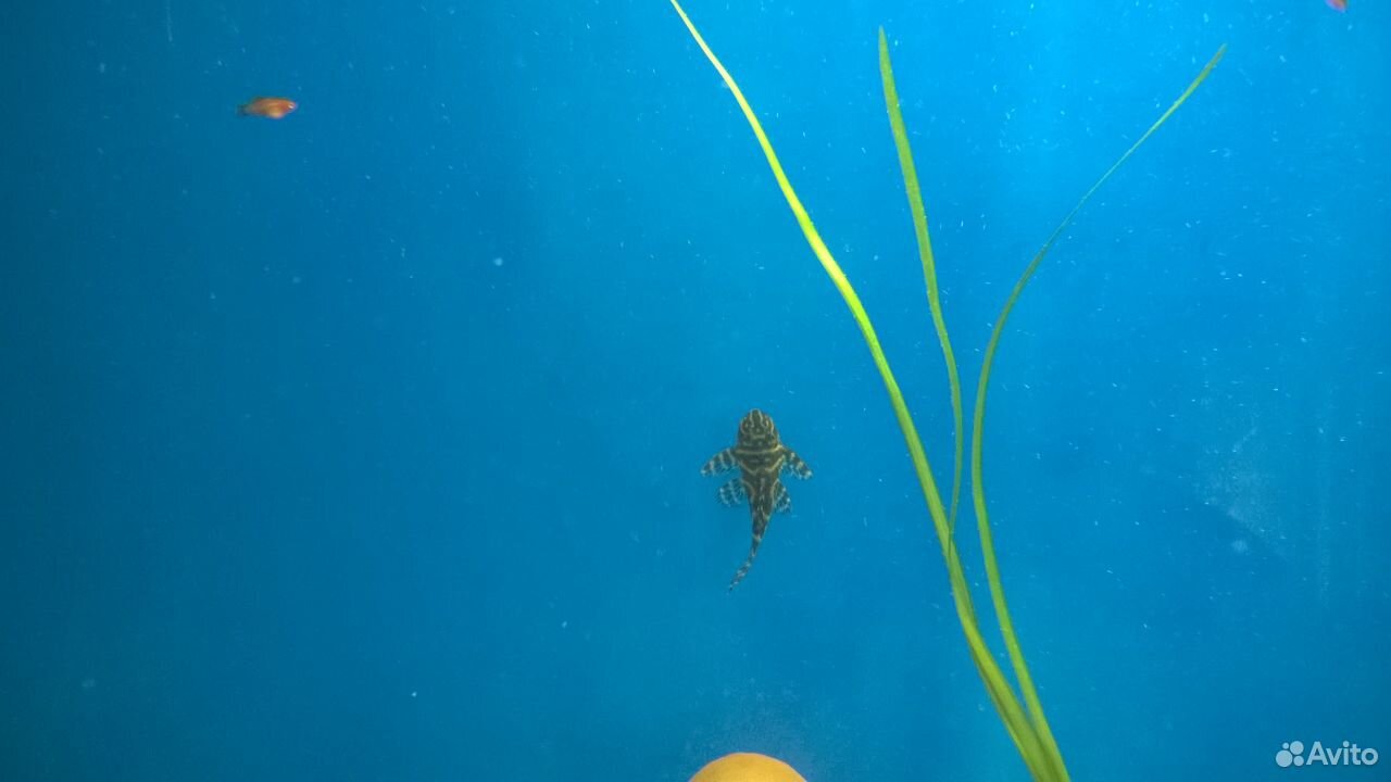 Номерной сом l340