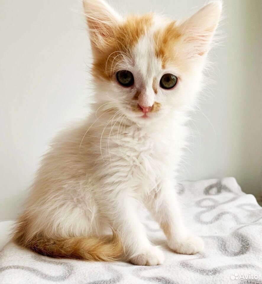 Котенок Милка