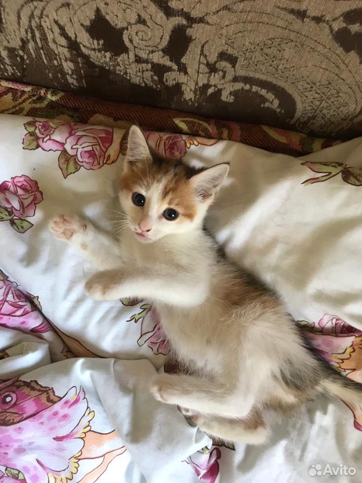 3 кота отдадим в добрые руки