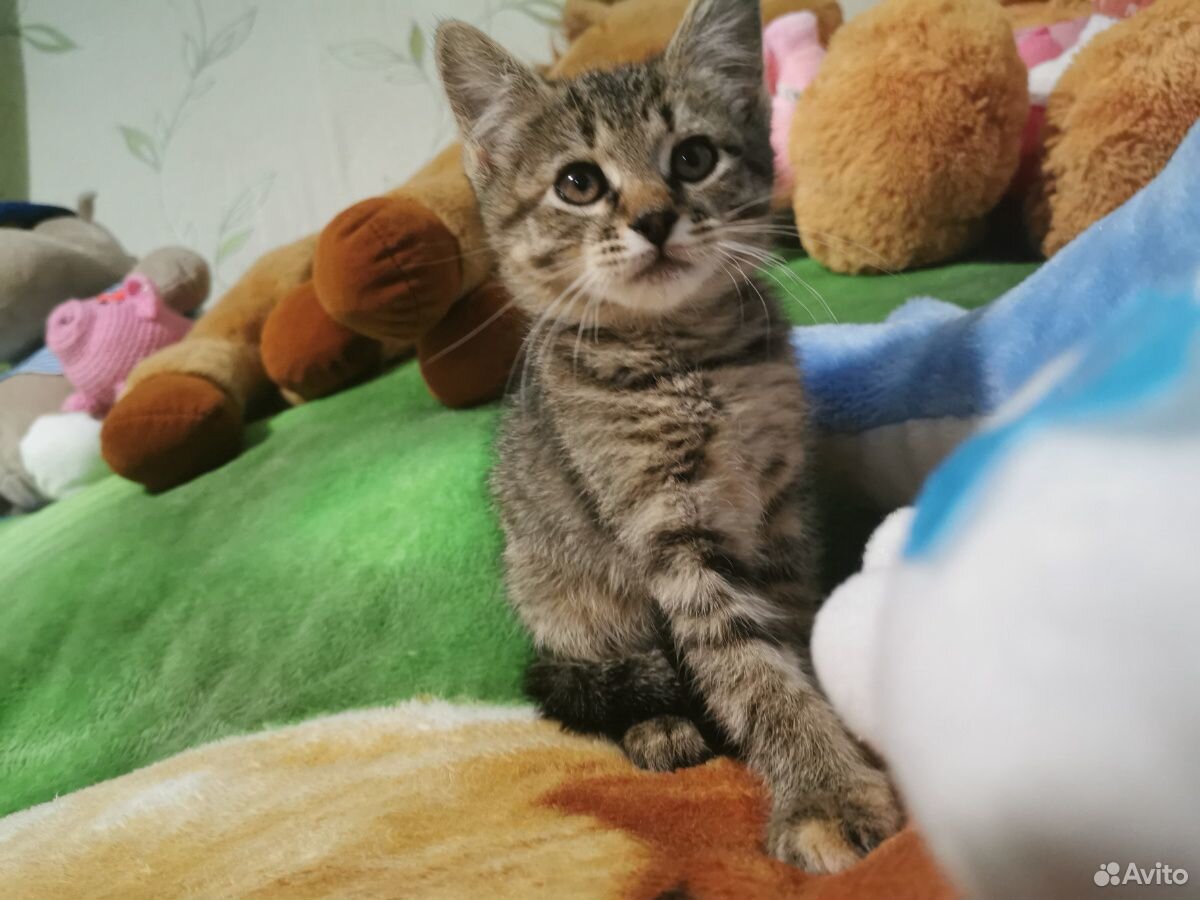 Котенок