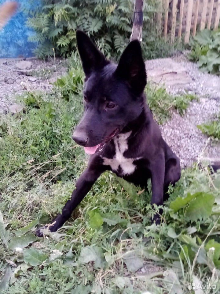 Собачка Мила, 1 год