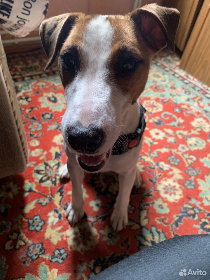 Джек-Расселл- терьер