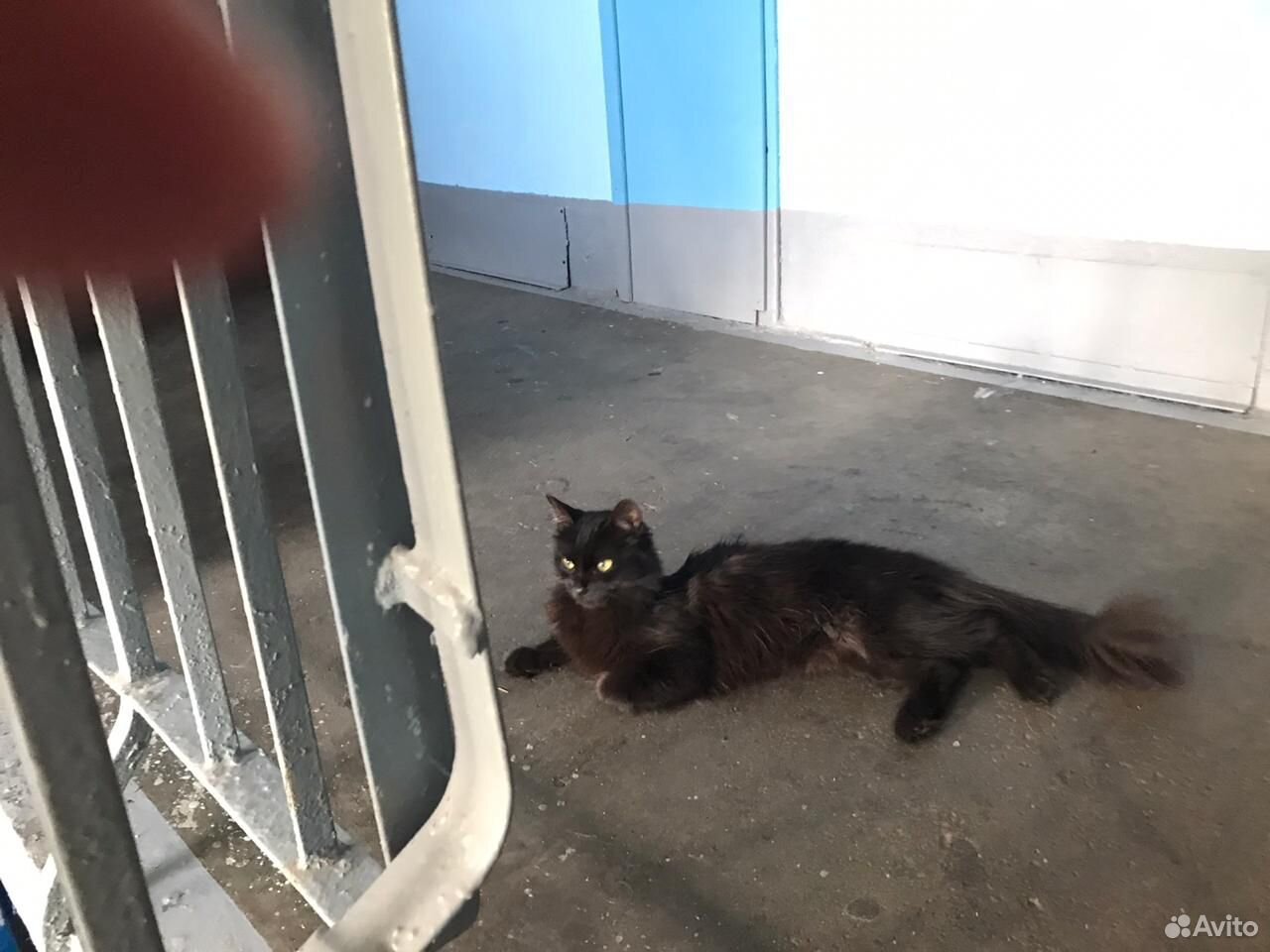 Помогите найти добрые руки