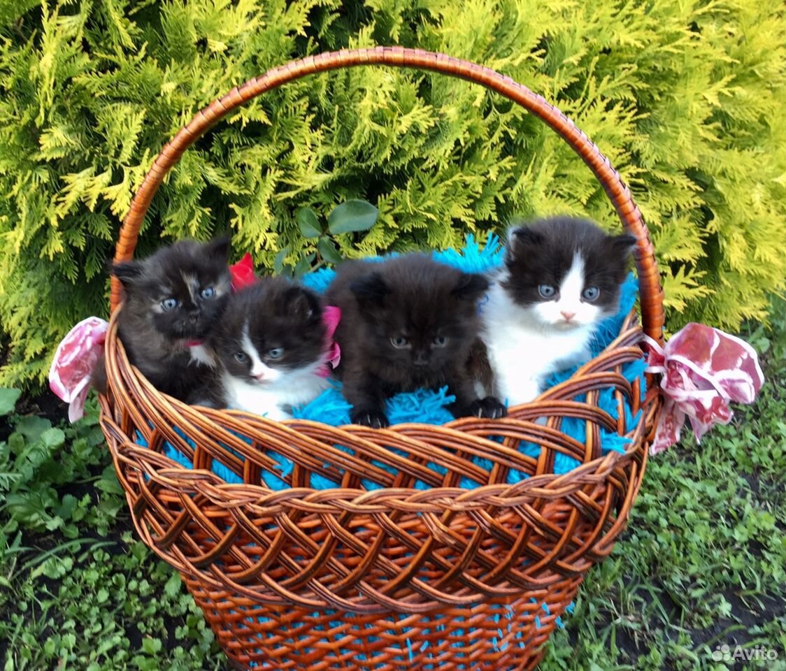 Котята в добрые руки