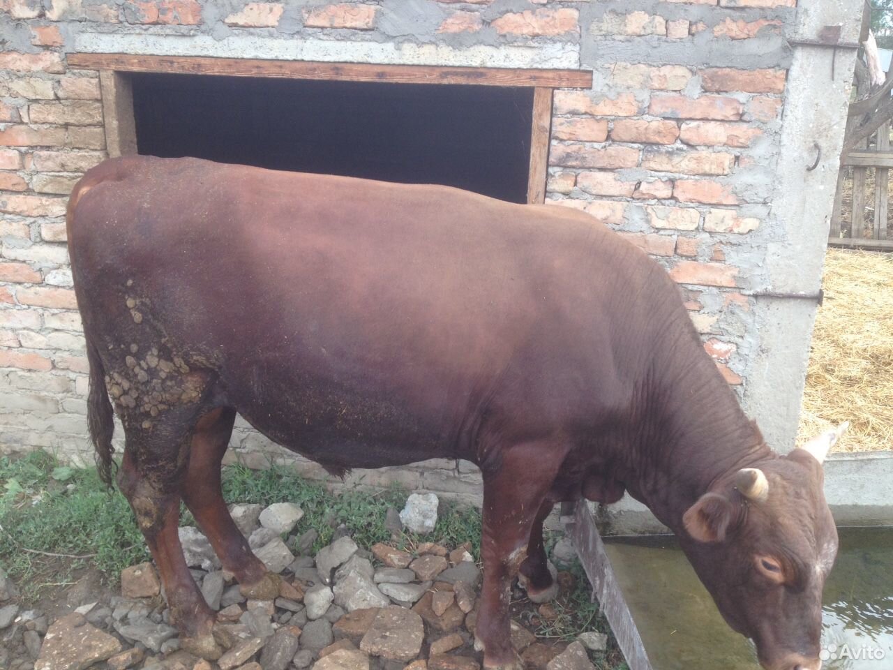 На откорм бычки 3 головы