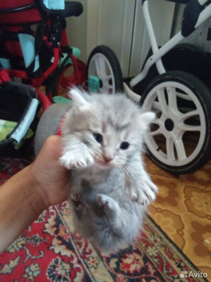 Продам котёгка