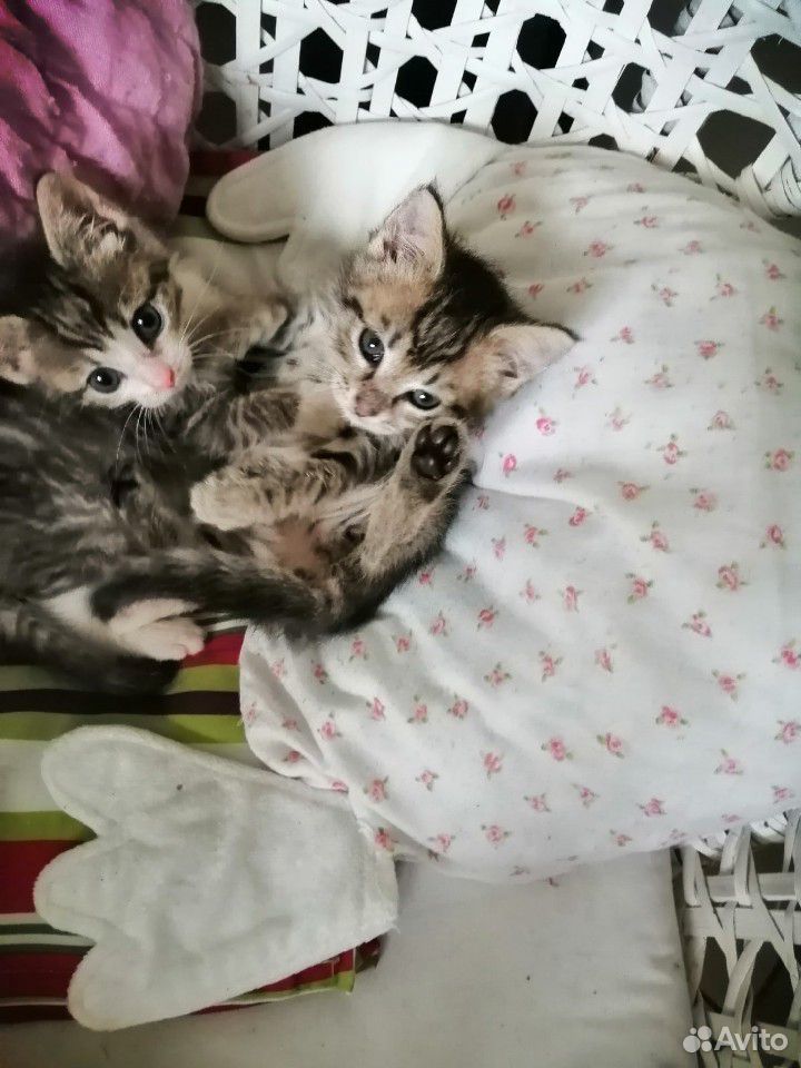 Котята