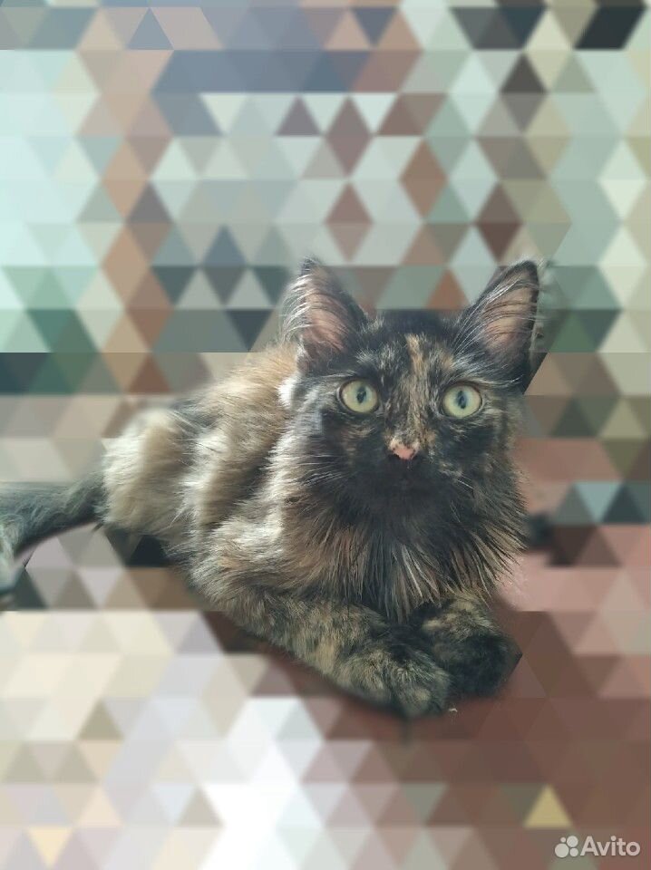 Котятам - семью