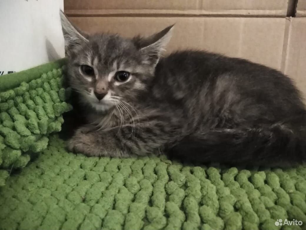 Котенок в добрые руки