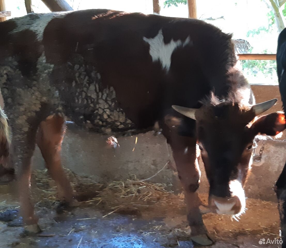 Продам молодого быка