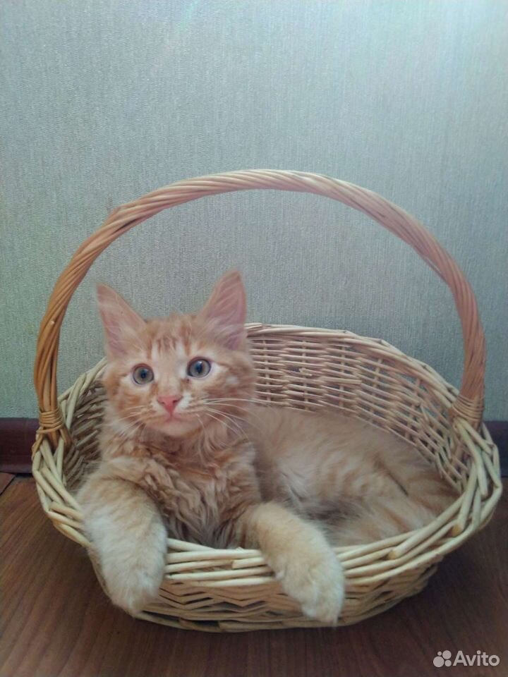 Рыжий котик