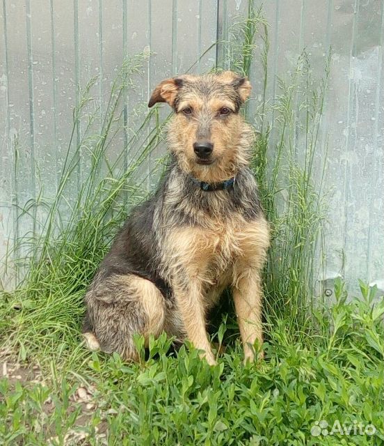 Кира ищет дом