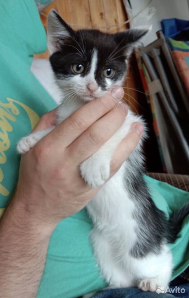 Спасти рядовую Пятнашку Котёнок 2 месяца в добрые