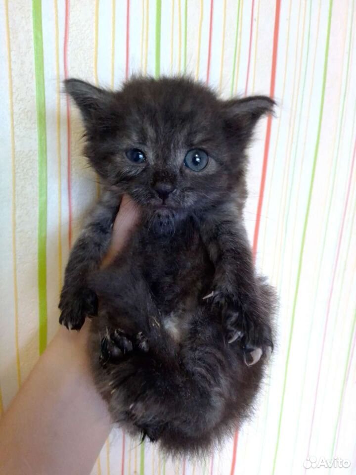 Дымчатый котенок