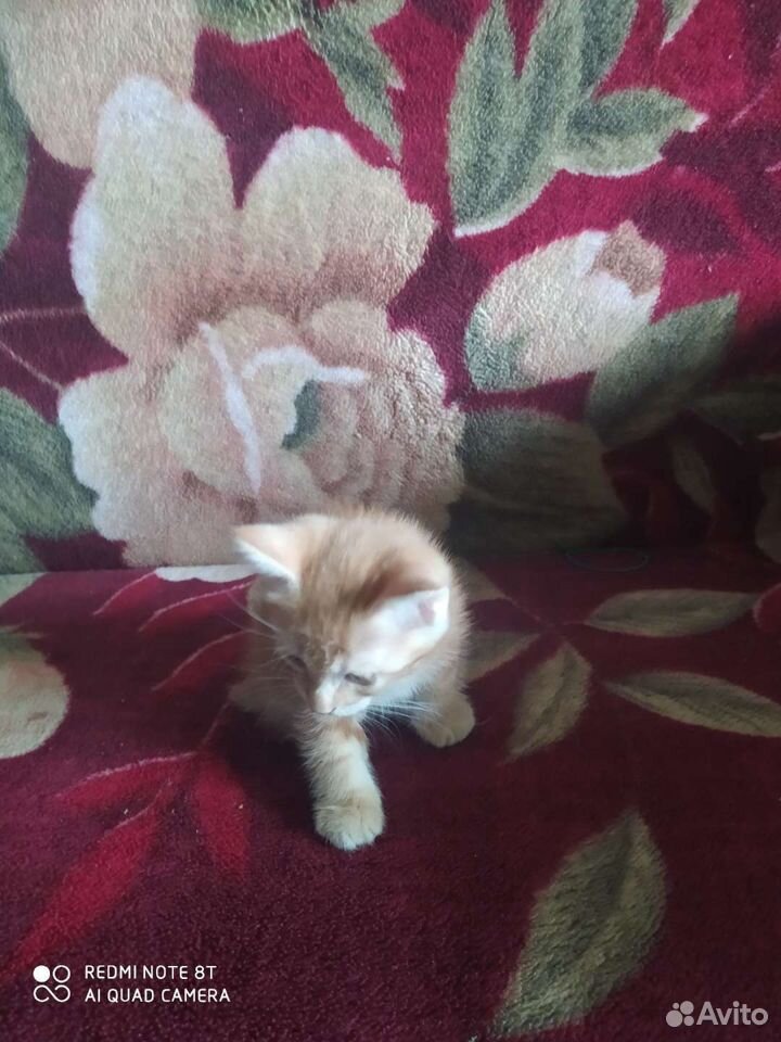 Котнок куриильского бобтейла