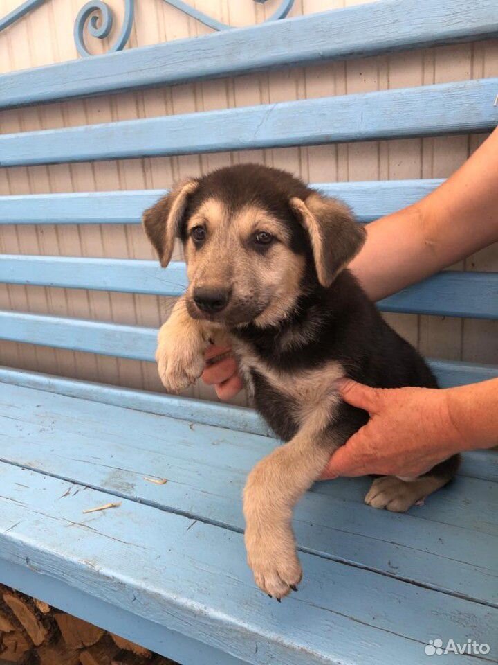 Самый красивый щенок