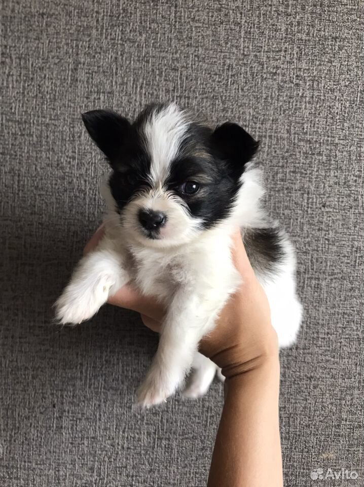 Папийон