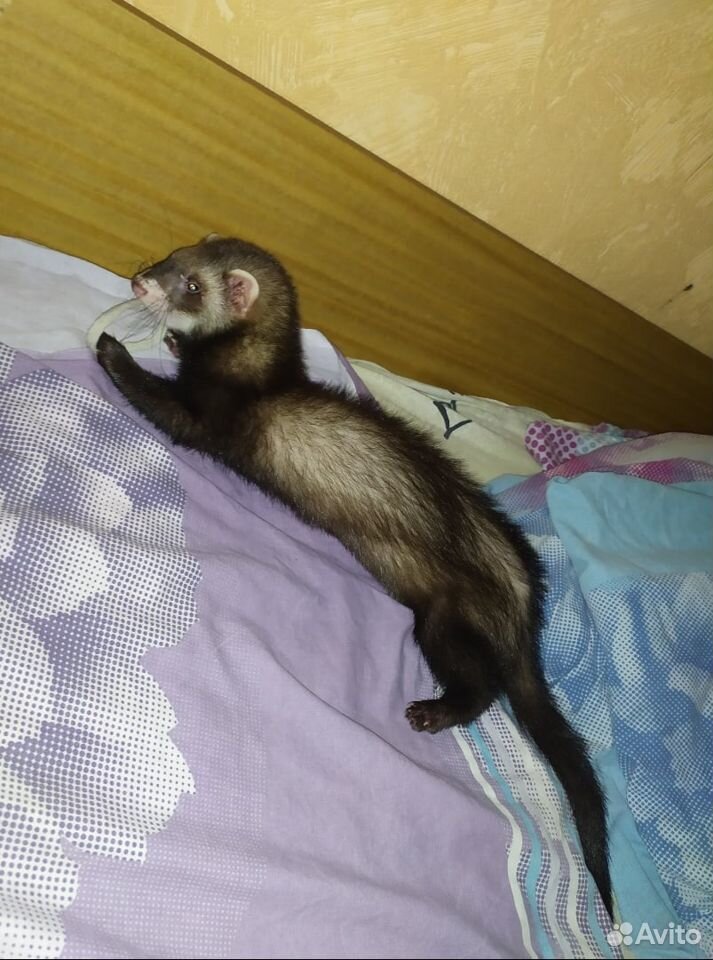 Хорек