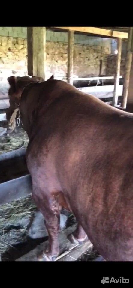 Бычок (смесь абердина и лимузина)