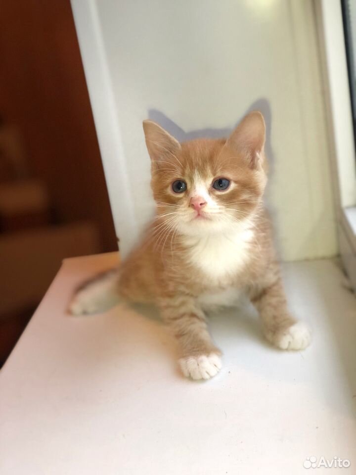 Рыженький котёнок в дар
