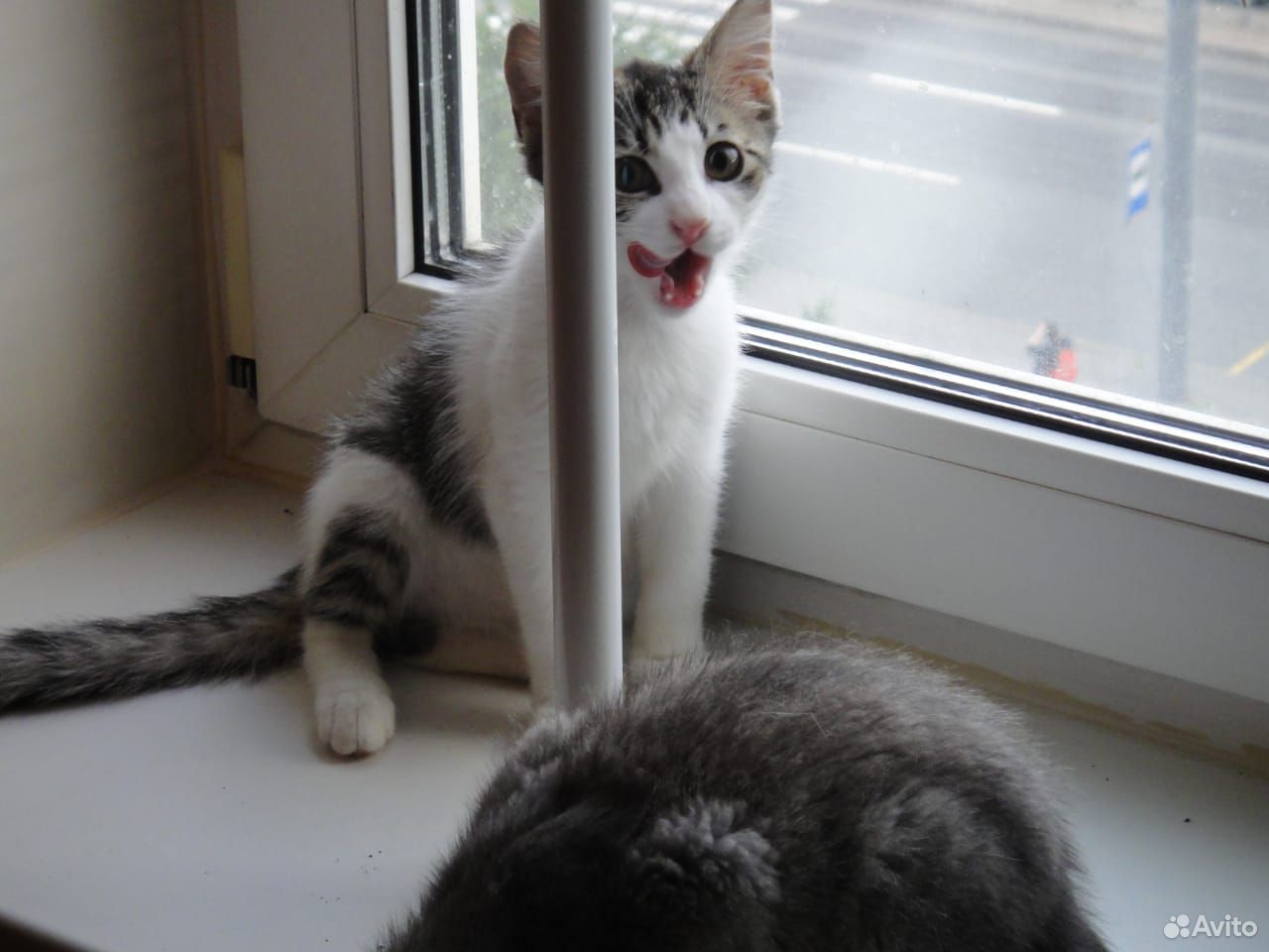 Очаровашка в самые добрые руки