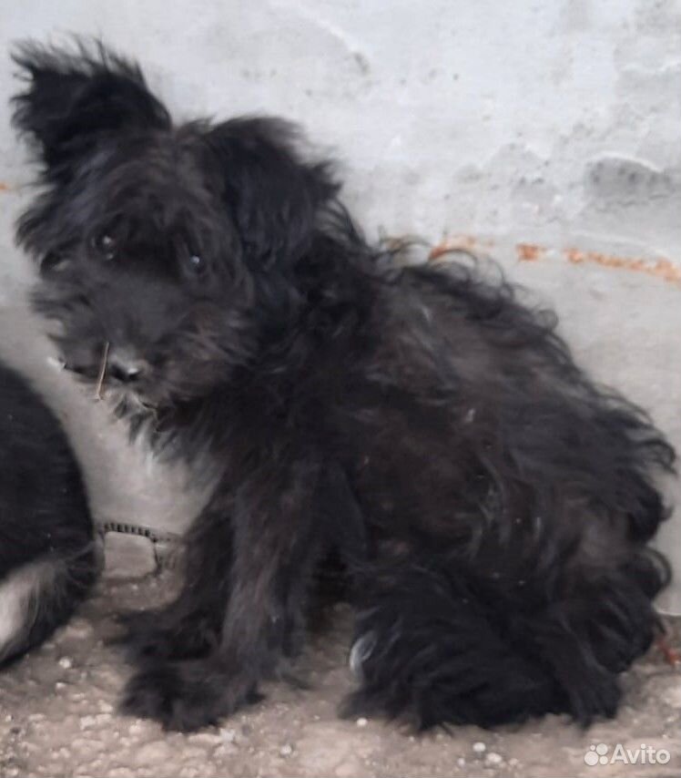 Плюшевый щенок ищет доброго хозяина