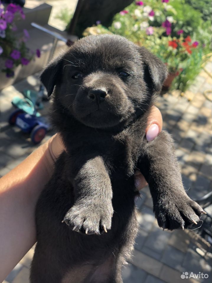 Щенки коротколапые 1 месяц