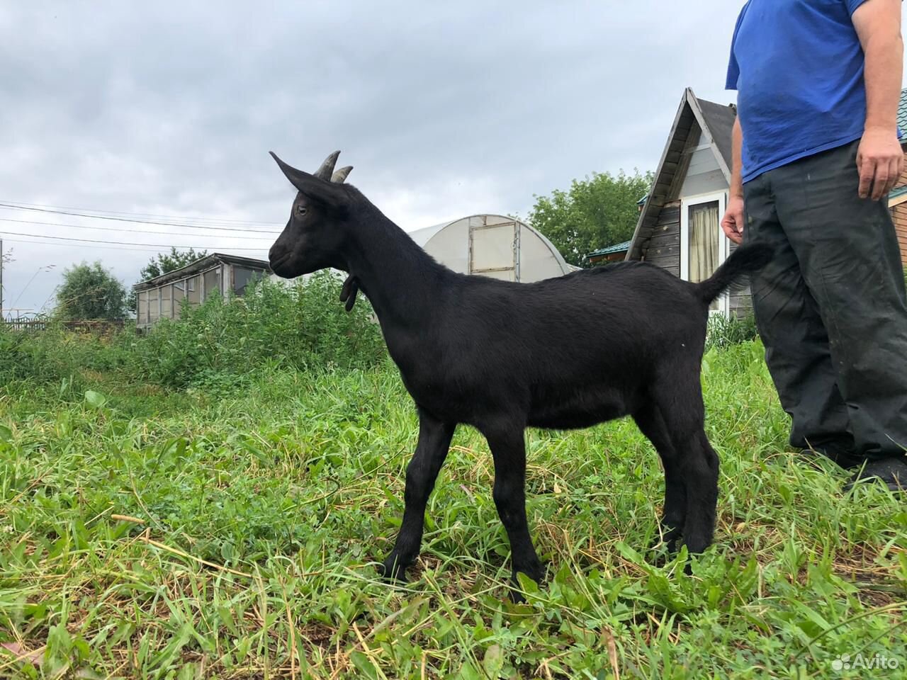Козлики альпийские
