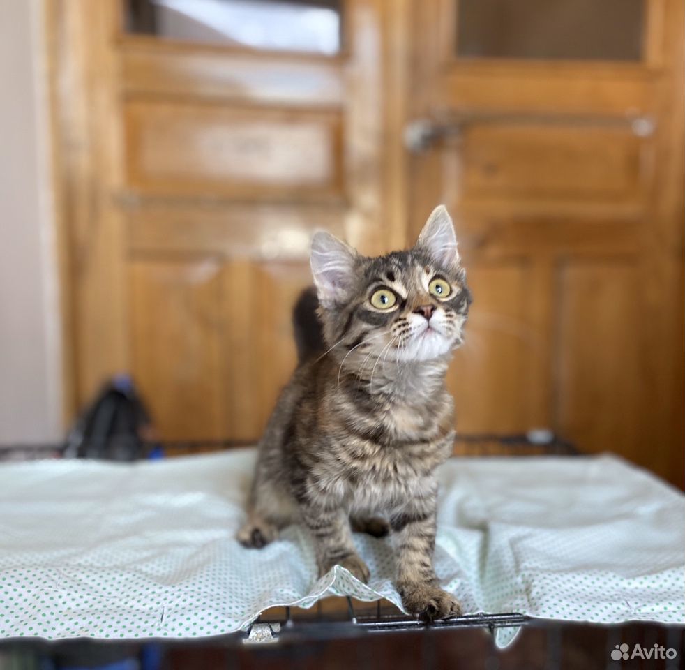 Котёнок Синди ищет дом